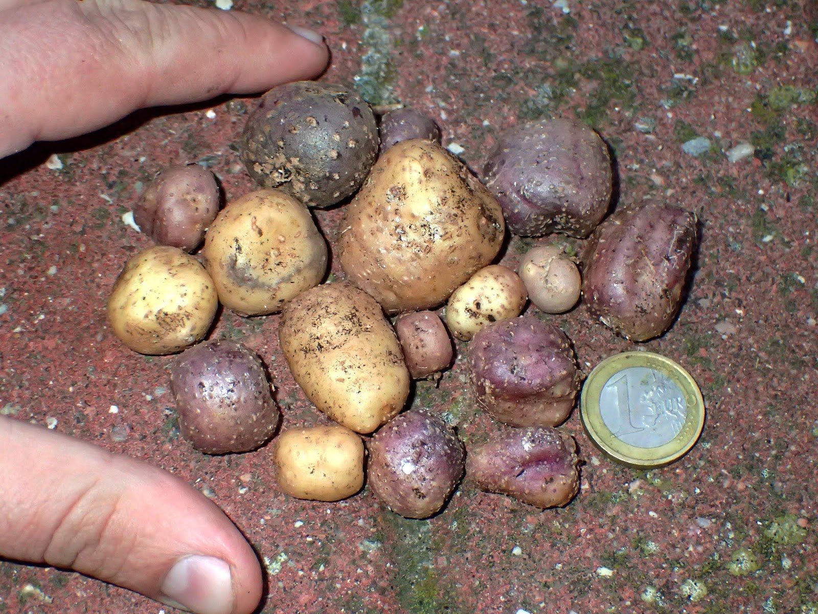 Scirpidiella's Plants: Wild potato species (Solanum sect. Petota) - part II