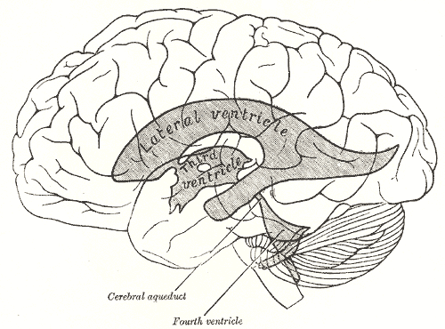 MEDICAL FACTS AND MCQ'S: Third ventricle