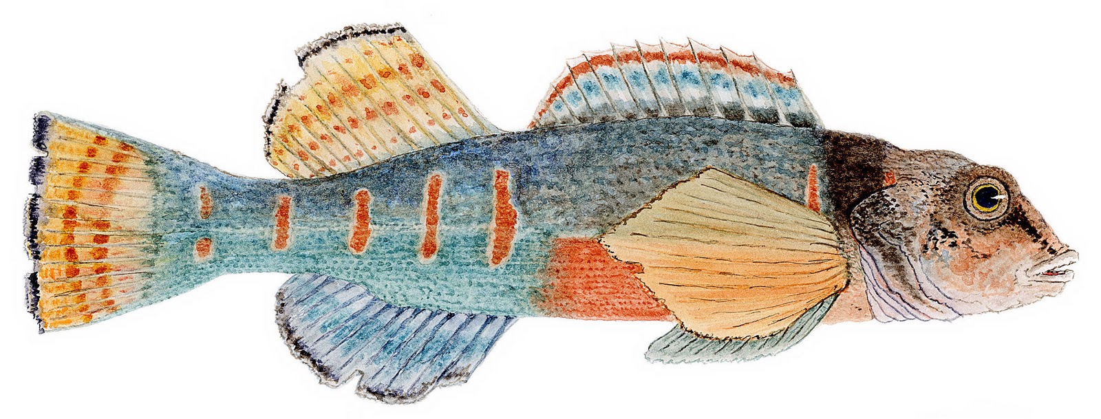 Daily Painters of Pennsylvania: 'Watercolor Study of a Candy Darter ...