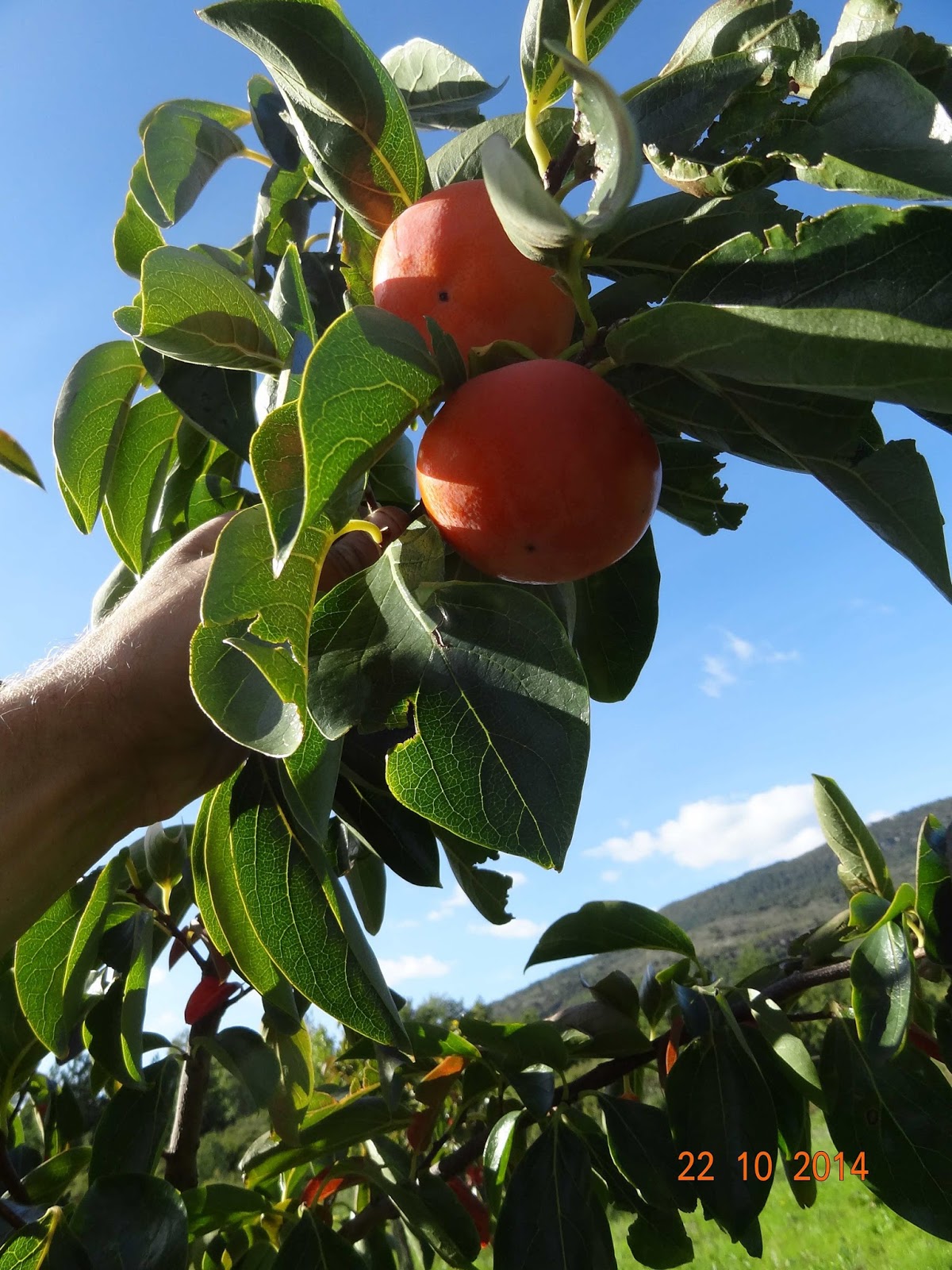 Tarım Siteniz: Yaş Hurma Çeşitleri (Persimmons varieties))