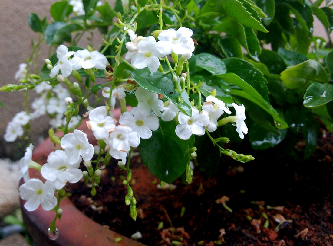 Koleksi Bunga Unik, Menarik & Menawan - Relaks Minda