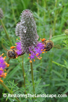 Restoring The Landscape With Native Plants: Native Plant of the Week ...