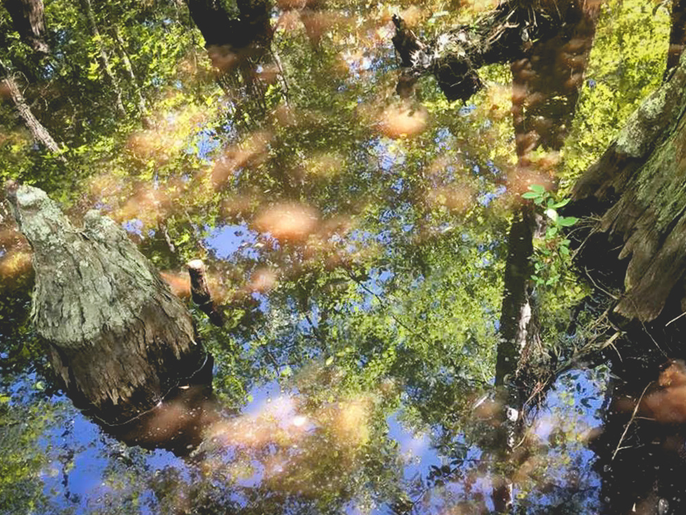Swamp Stomp at First Landing State Park (Virginia Beach) - Mermaid City ...