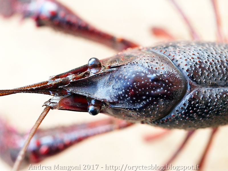 Procambarus clarkii, il gambero della Louisiana - Una tremenda minaccia ...