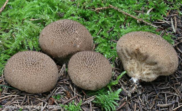 HONGOS DE AMERICA Y OTROS CONTINENTES: FAMILIA: Lycoperdaceae. GENERO ...