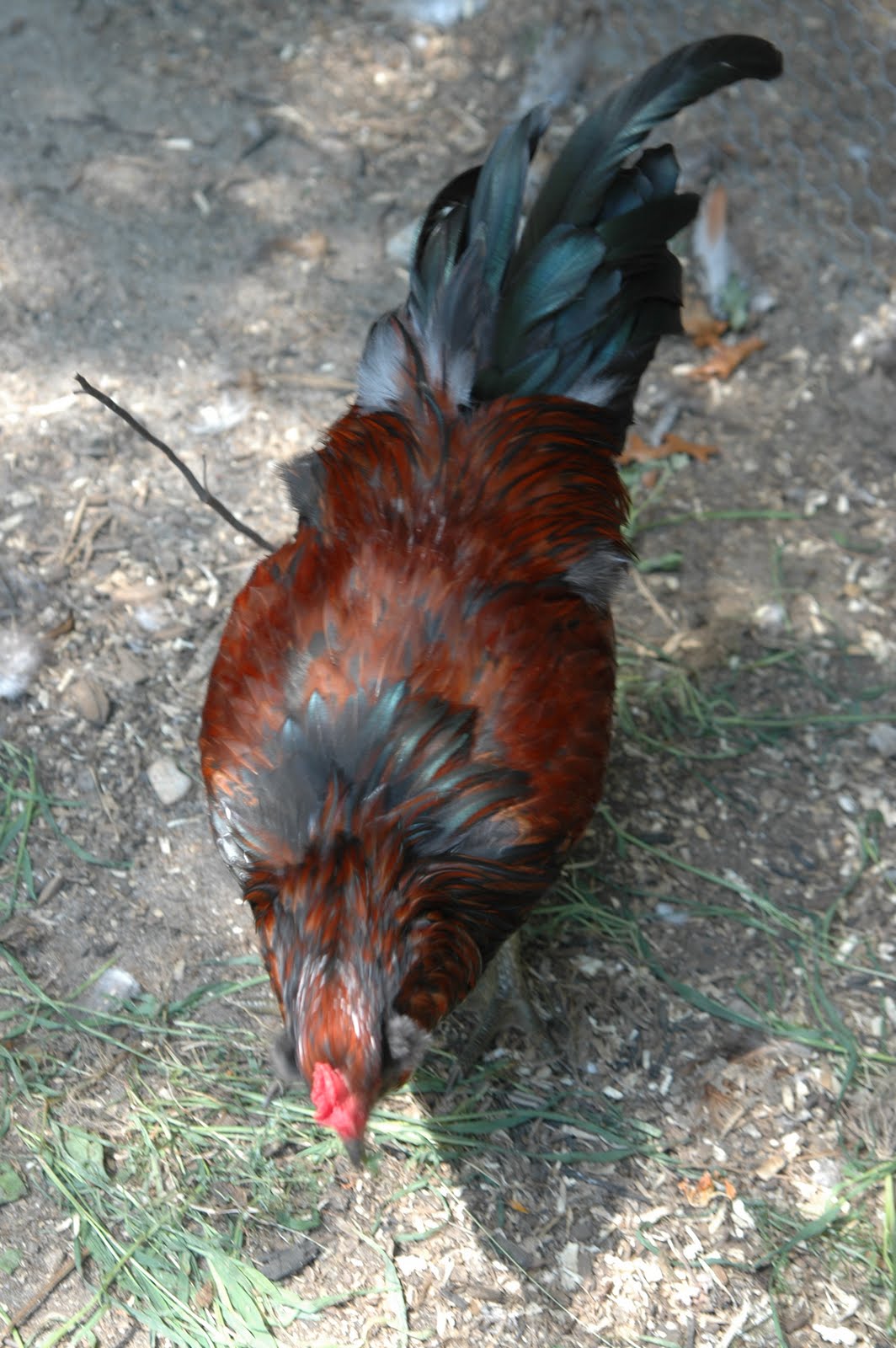 deborah jean's DANDELION HOUSE and GARDEN : First Annual Hen House Hop