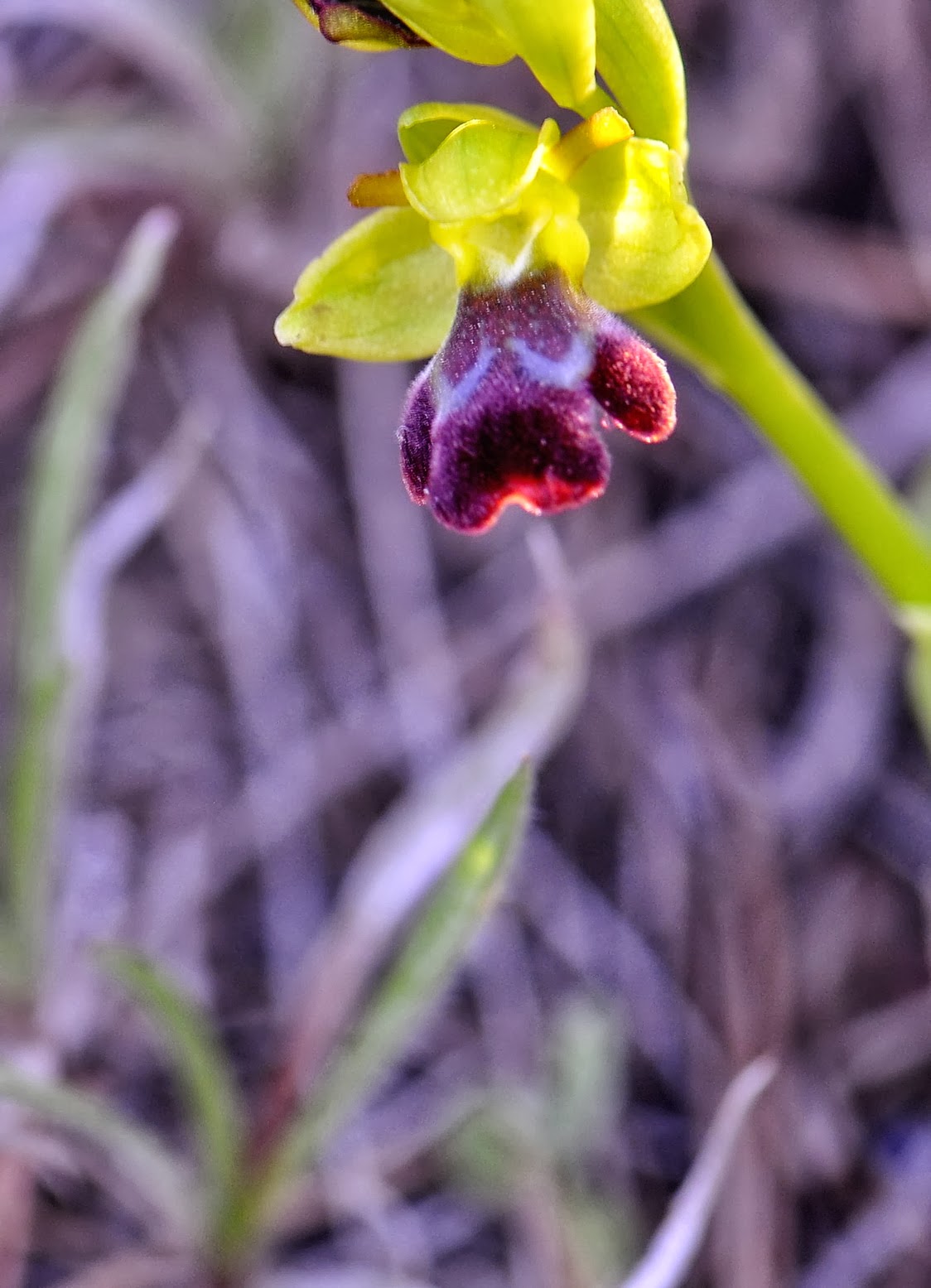 NaturalezaVaria: Ophrys gr fusca.