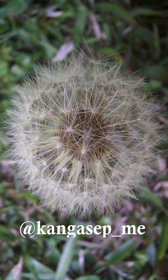 Si Putih Bunga Terbang - Bunga Liar Indonesia