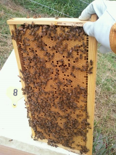 Buffalo Bee Farm: Russian Brood Patterns