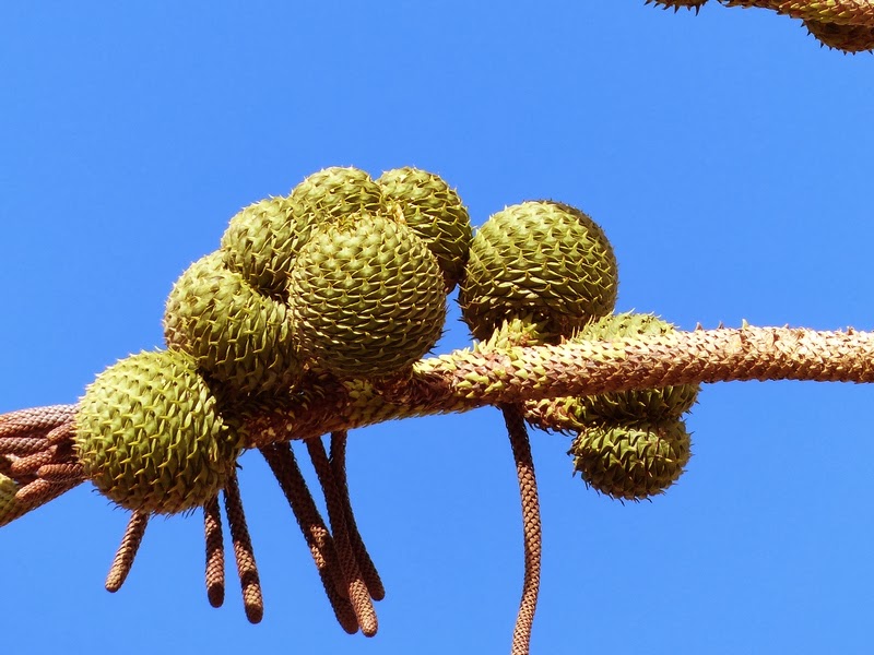 Pencilpix by Sue Clinker: 22/11: MARACAS AND STUFF