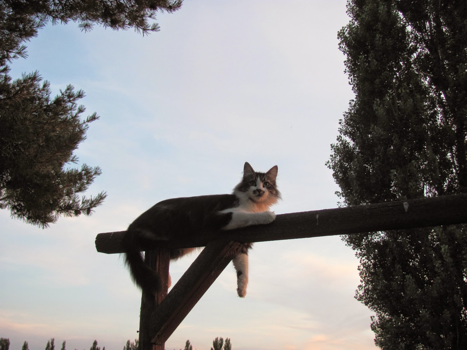 My Ranch Life: Ranch Cats
