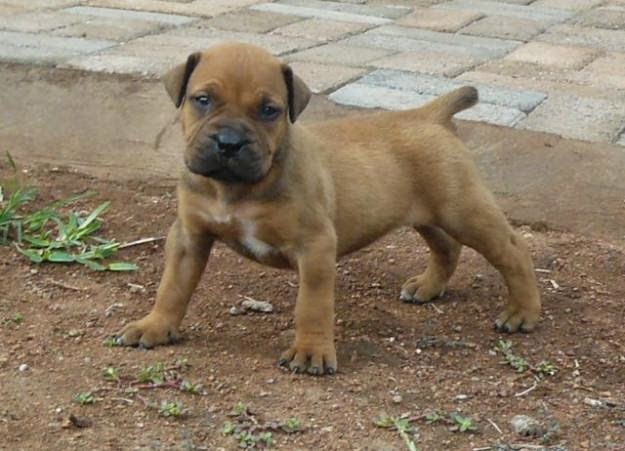 Rules of the Jungle: Boerboel Puppies