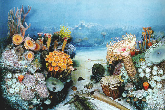 The Echinoblog: Ophiocistioids! Weird Mystery Fossils from the Paleozoic!