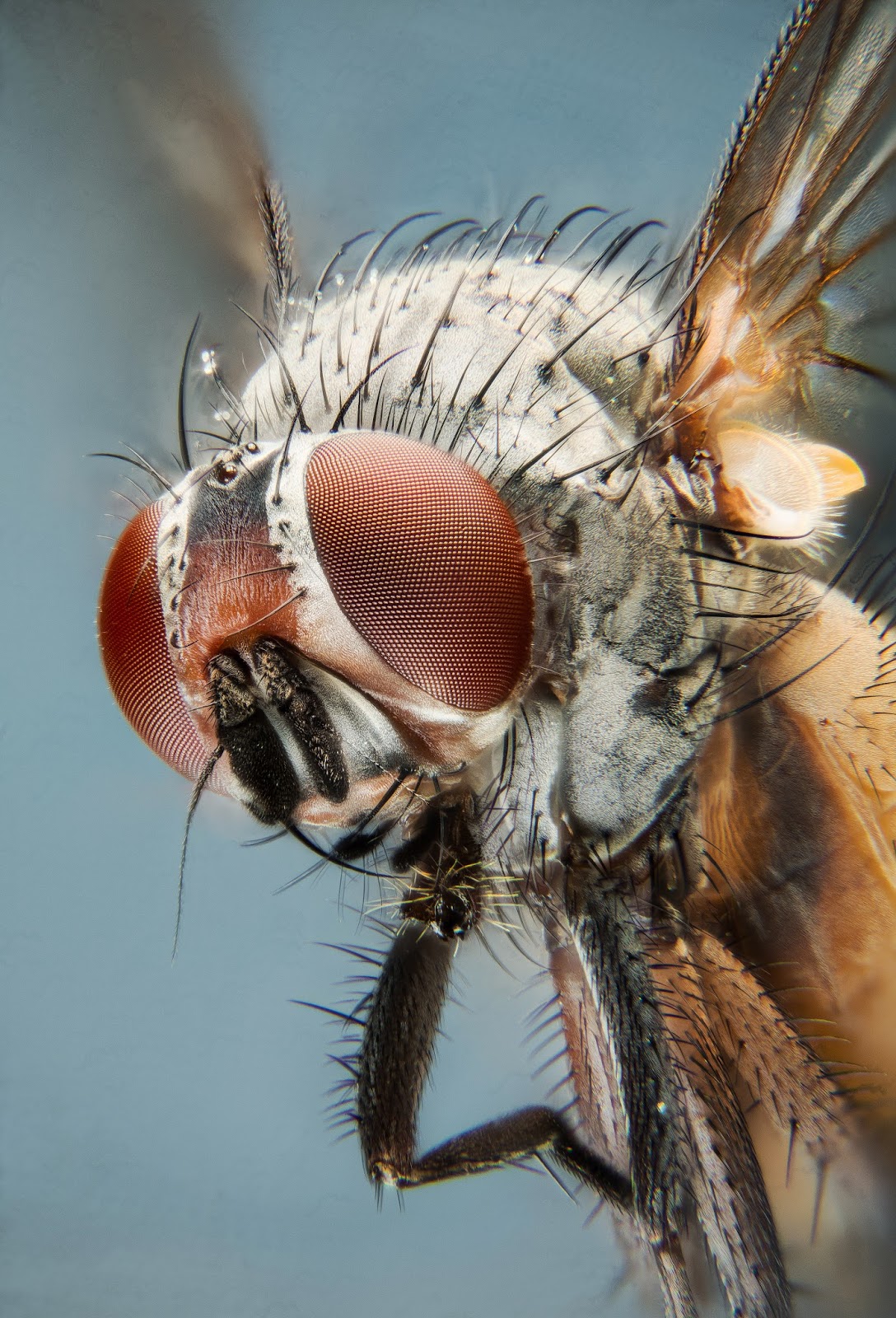 The Aquaculturists: Insects authorised for inclusion in fish feeds