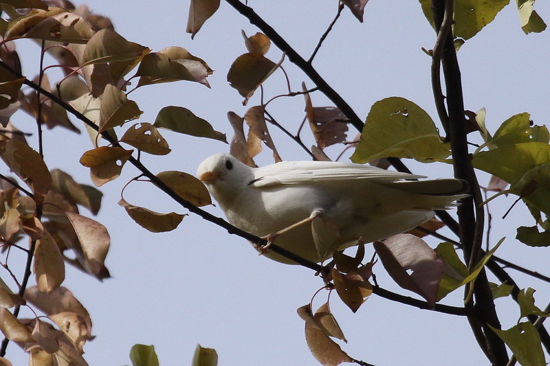 Tails of Birding: Leucistic American Robin