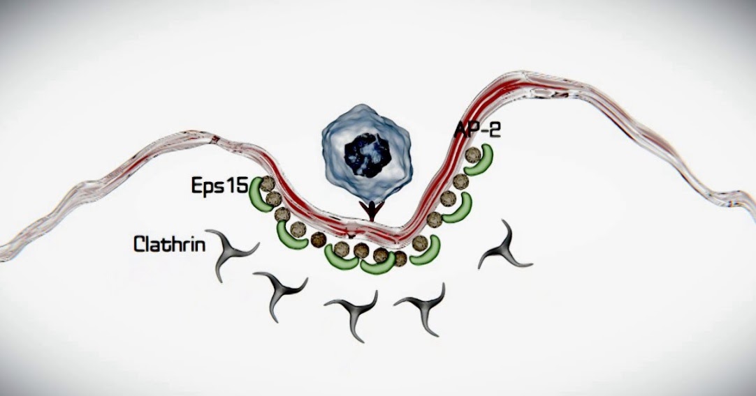 Transporte de moléculas de elevada masa molecular - Biología