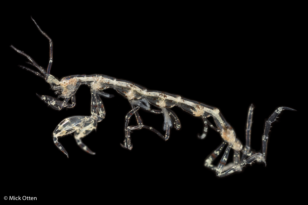 Mick's marine biology: Spookkreeften Determinatietabel - Identification ...