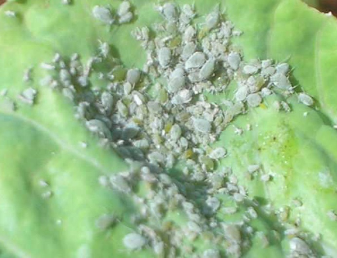 Como eliminar o pulgão das suas plantas de forma natural | Blog Casa e ...