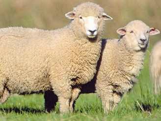 LAS COSTUMBRES PERUANAS: LOS ANIMALES DE LA COSTA, SIERRA Y SELVA DEL PERÚ