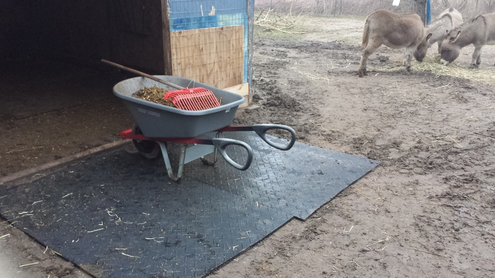 My Miniature Donkeys: The Miracle of Stall Mats