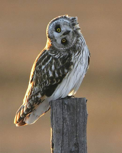Buho volando - Imagui