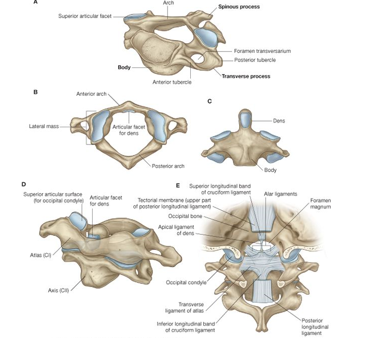 Component Parts of the Head - Med Club