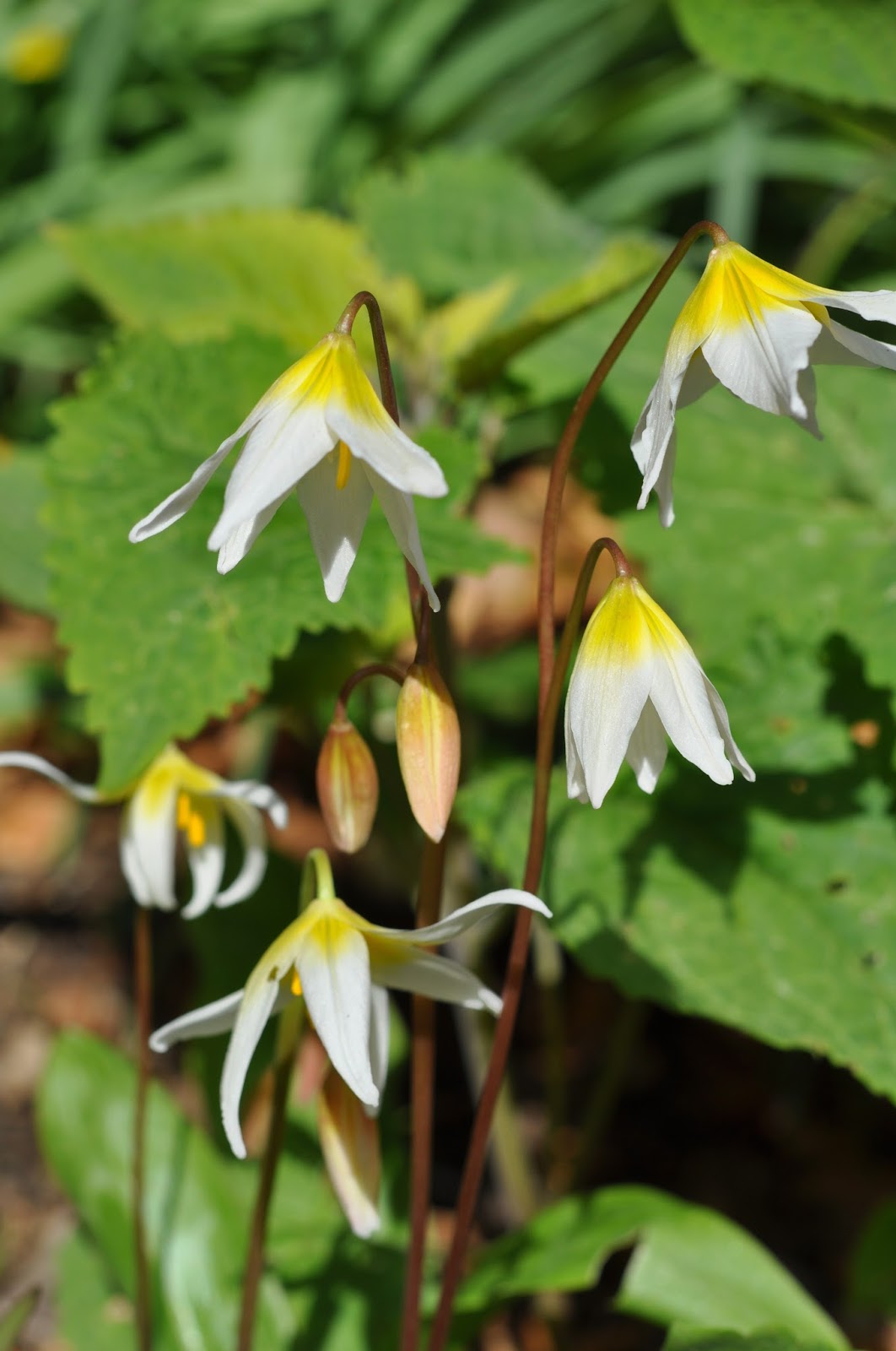 Alpine Garden Society Victorian Group: Perfect Woodland Plants ...