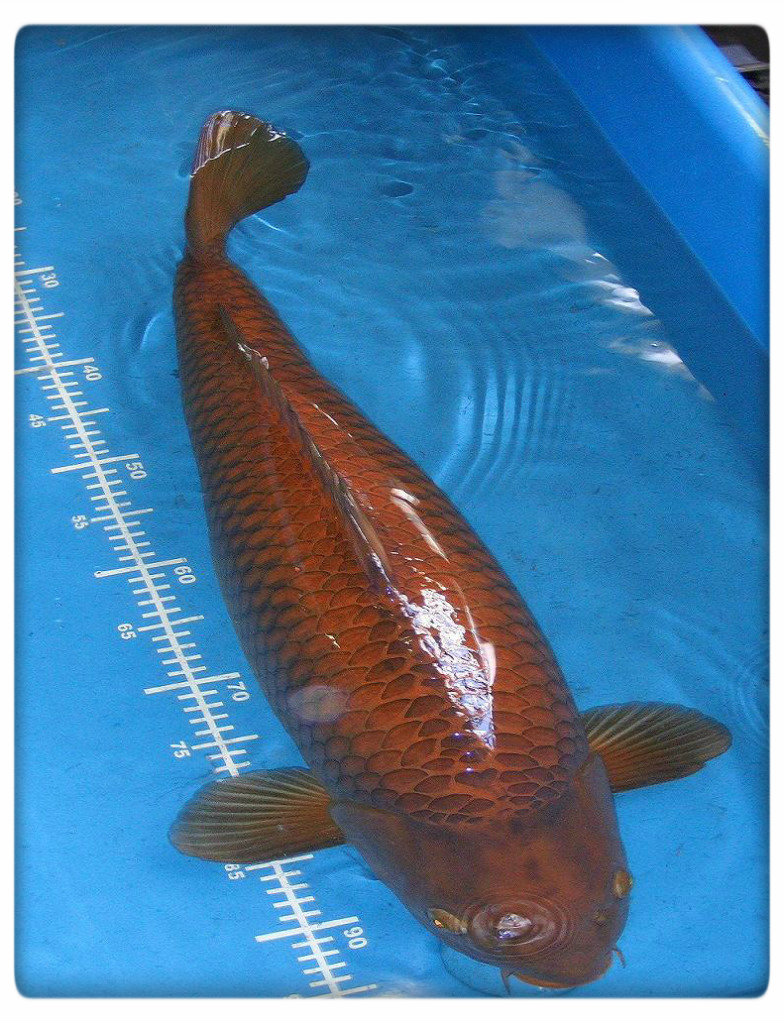 El blog de Mikcg: El Chagoi