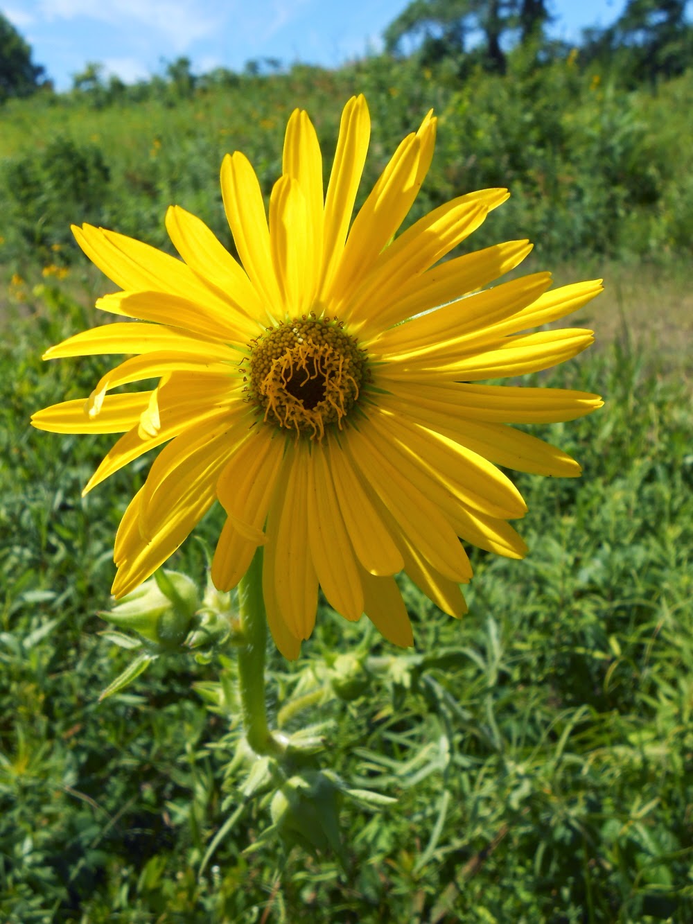 The Lucas Countyan: Prairie compass, prairie sunshine
