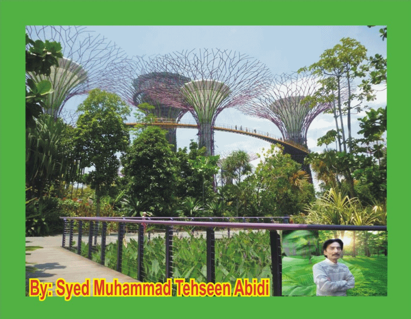 Tehseen Abidi's Blog: Amazing picture of trees.