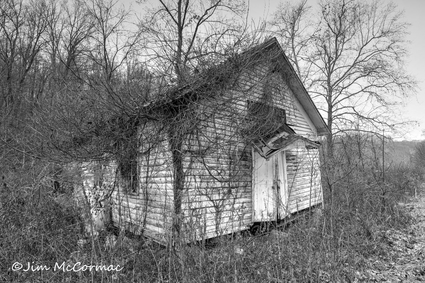 Ohio Birds and Biodiversity: A gray day trip to the Moonville Tunnel