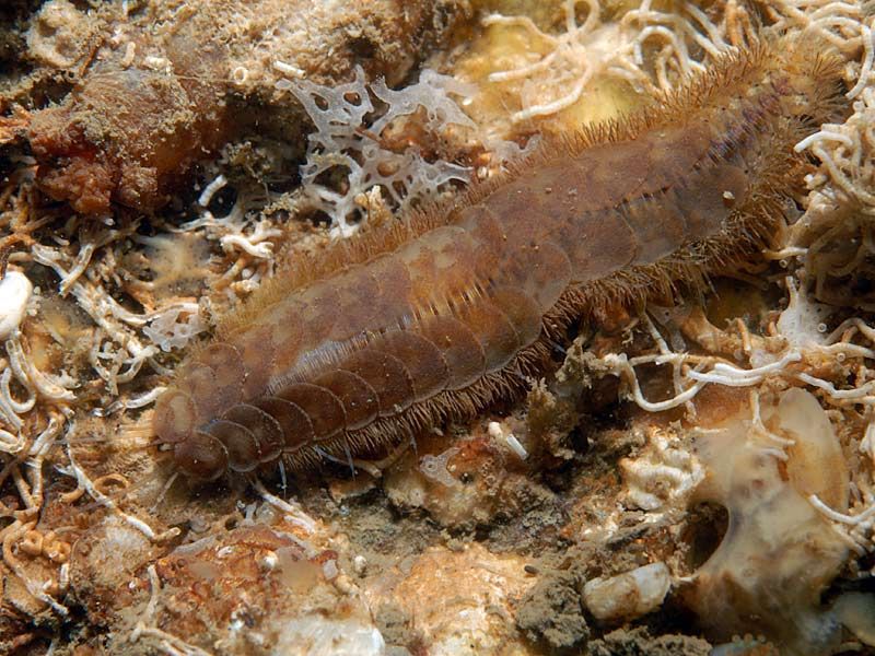 (PPTX) ZLY 103 Animal Diversity Phylum Annelida. Introduction Phylum ...