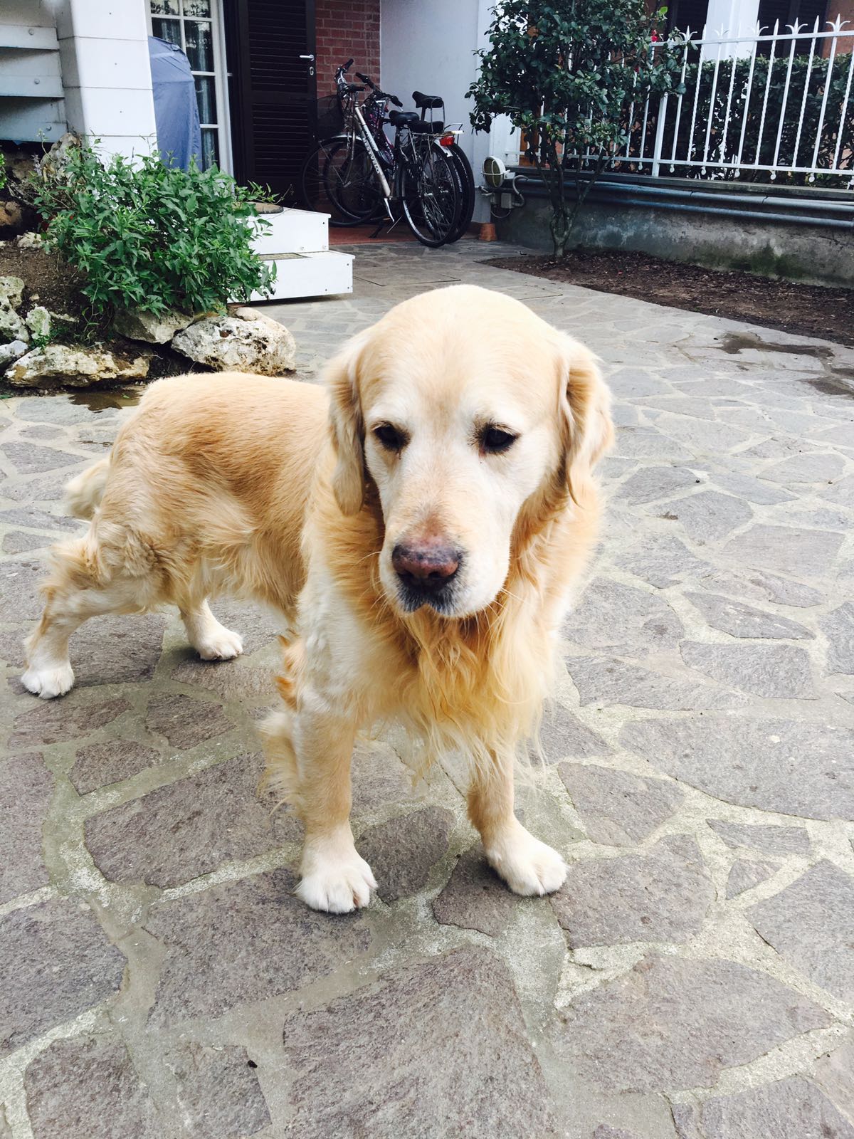 Foto Di Cani Golden Retriever