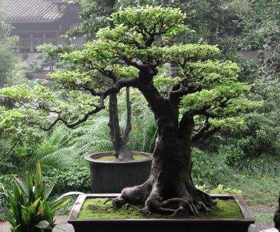 Home Garden and Landscaping: Outdoor Bonsai Trees