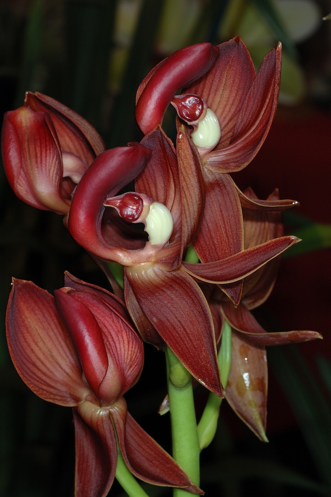 EXPOR ORQUIDEAS.COM: Clowesia - Mormode - Cycnoches