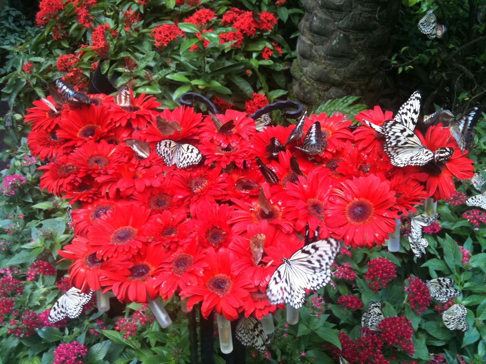 Meoww's Musings: Red Butterfly