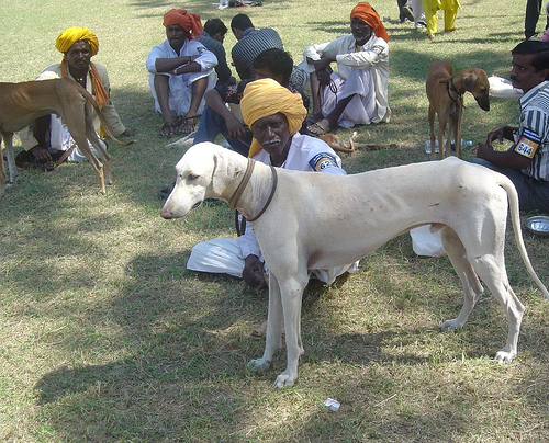 Ranna Mudhol: Facts and 11 Features of Mudhol Hounds