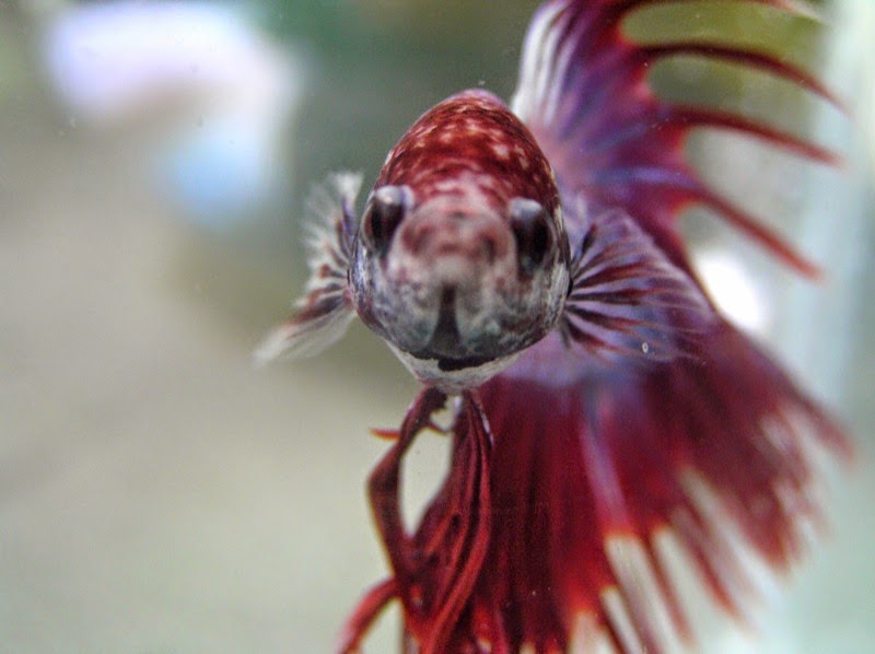 BETTA FISH photos - wallpapers (ανανεωμένο) | the fun bank