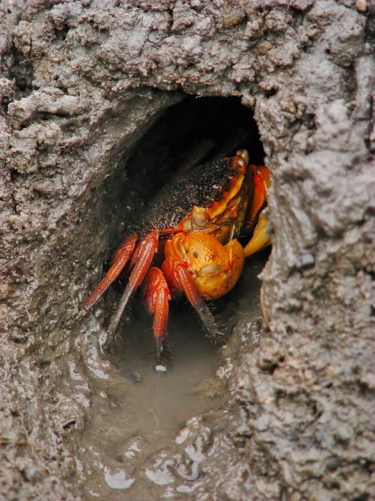 Variety of Life: Grapsoidea