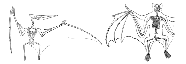 Paleontología y Evolución en la UCM: EVOLUCIÓN CONVERGENTE - Una genial ...