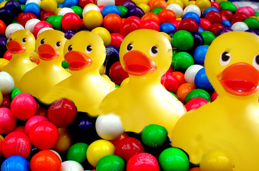 Adventures with Quacky: Quacker Day - Duck of the Day #243