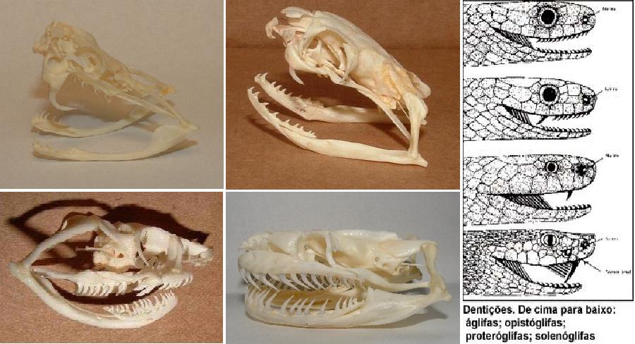 Bombeiroswaldo: Dentição - Dentes de Serpentes ou Cobras