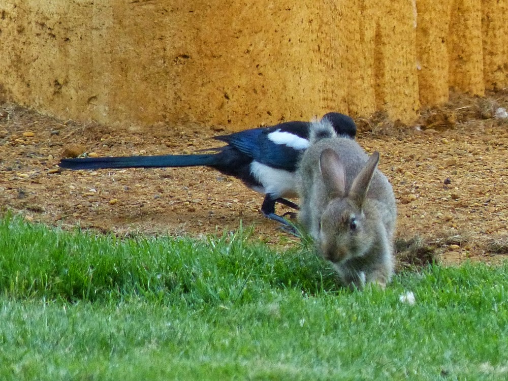 Kensington Gardens and Hyde Park birds