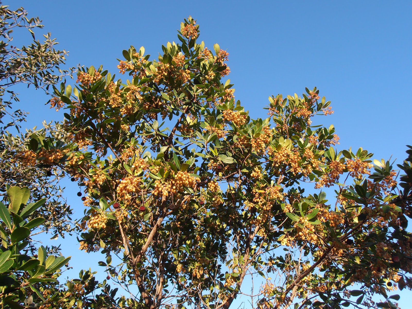 MADROÑO: Arbutus unedo | Plantas rioMoros