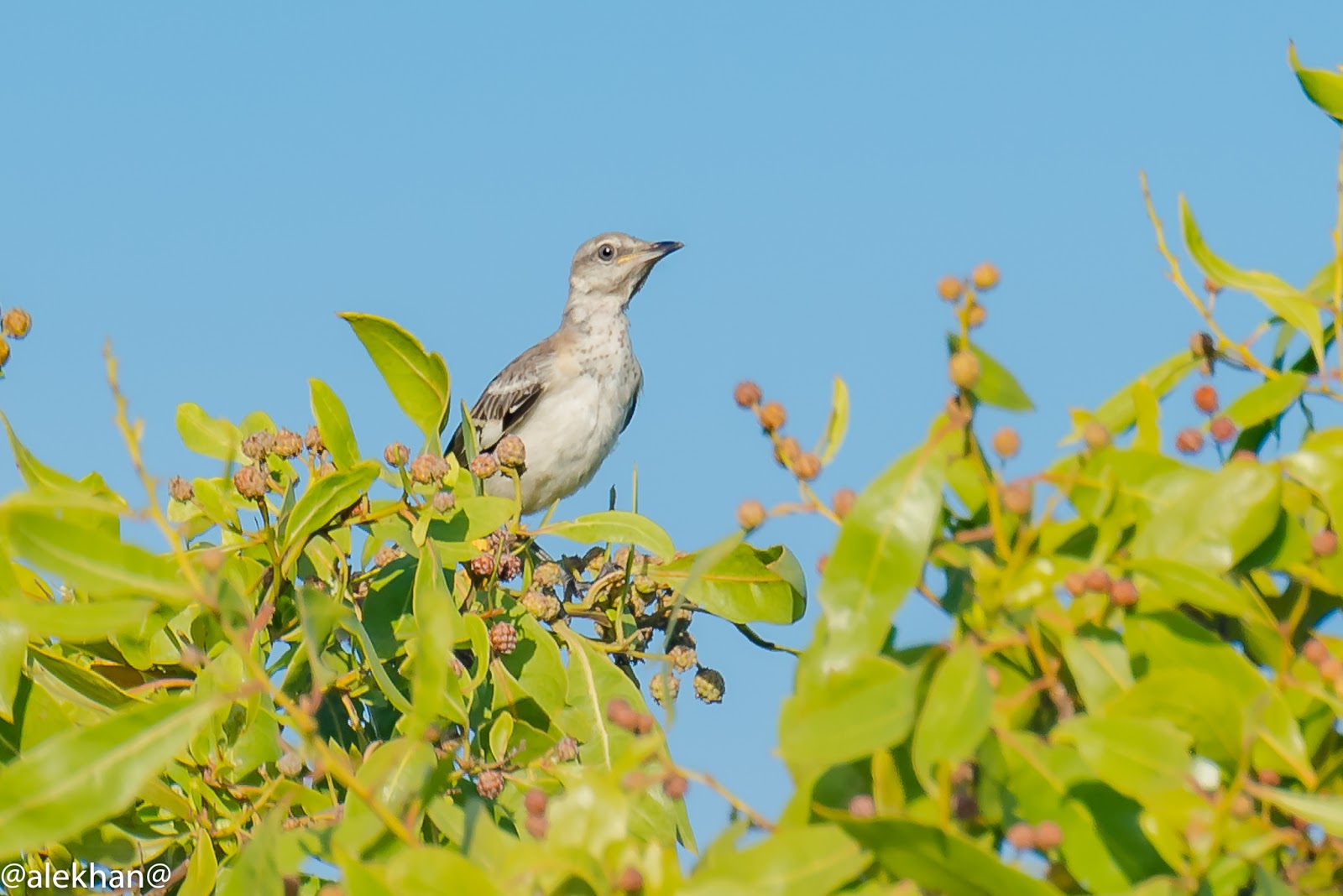 Pájaros, Pajarracos: Sinsonte norteño (RD)