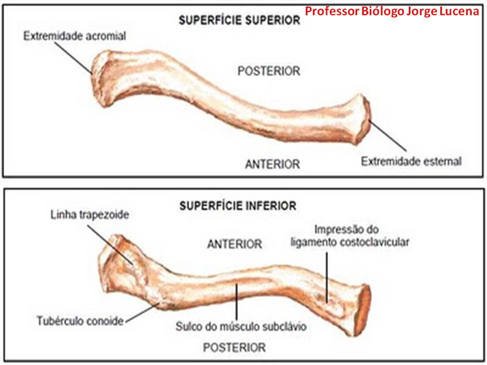 Biólogo Jorge Lucena