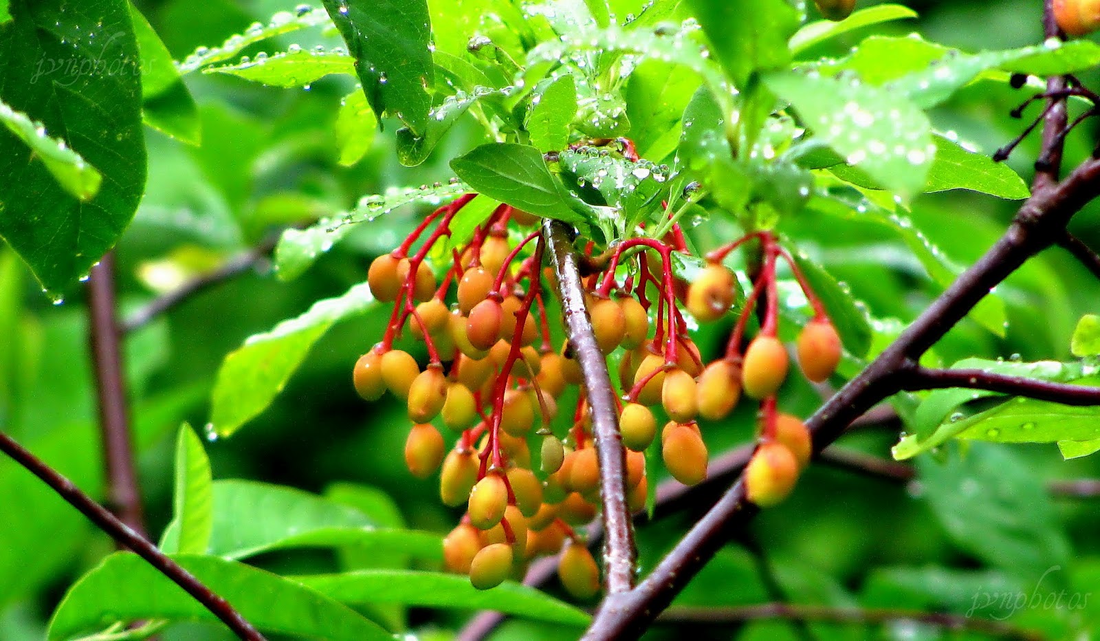 Photos by Jan: May 2012