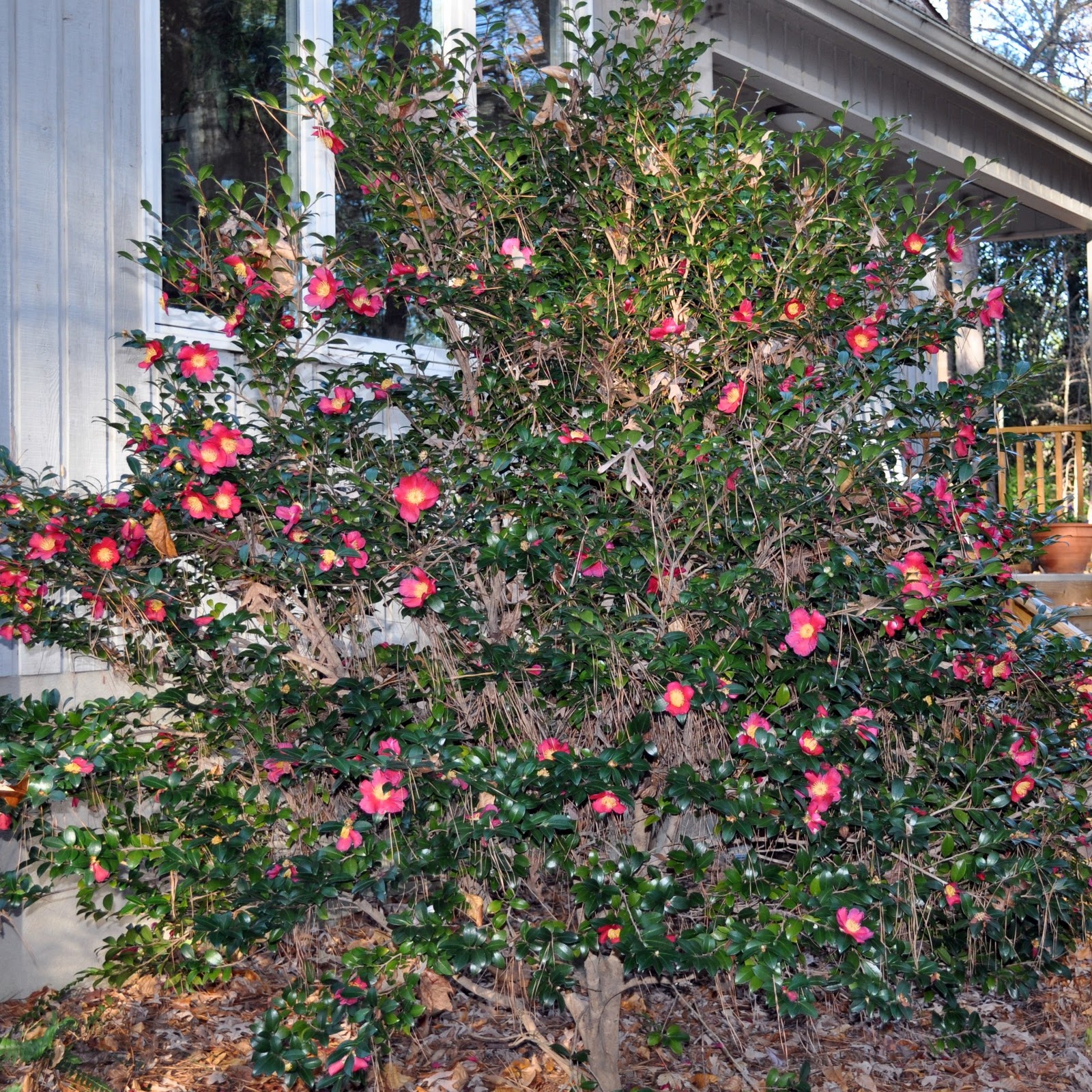 Green Place: In the Garden: The Last Things