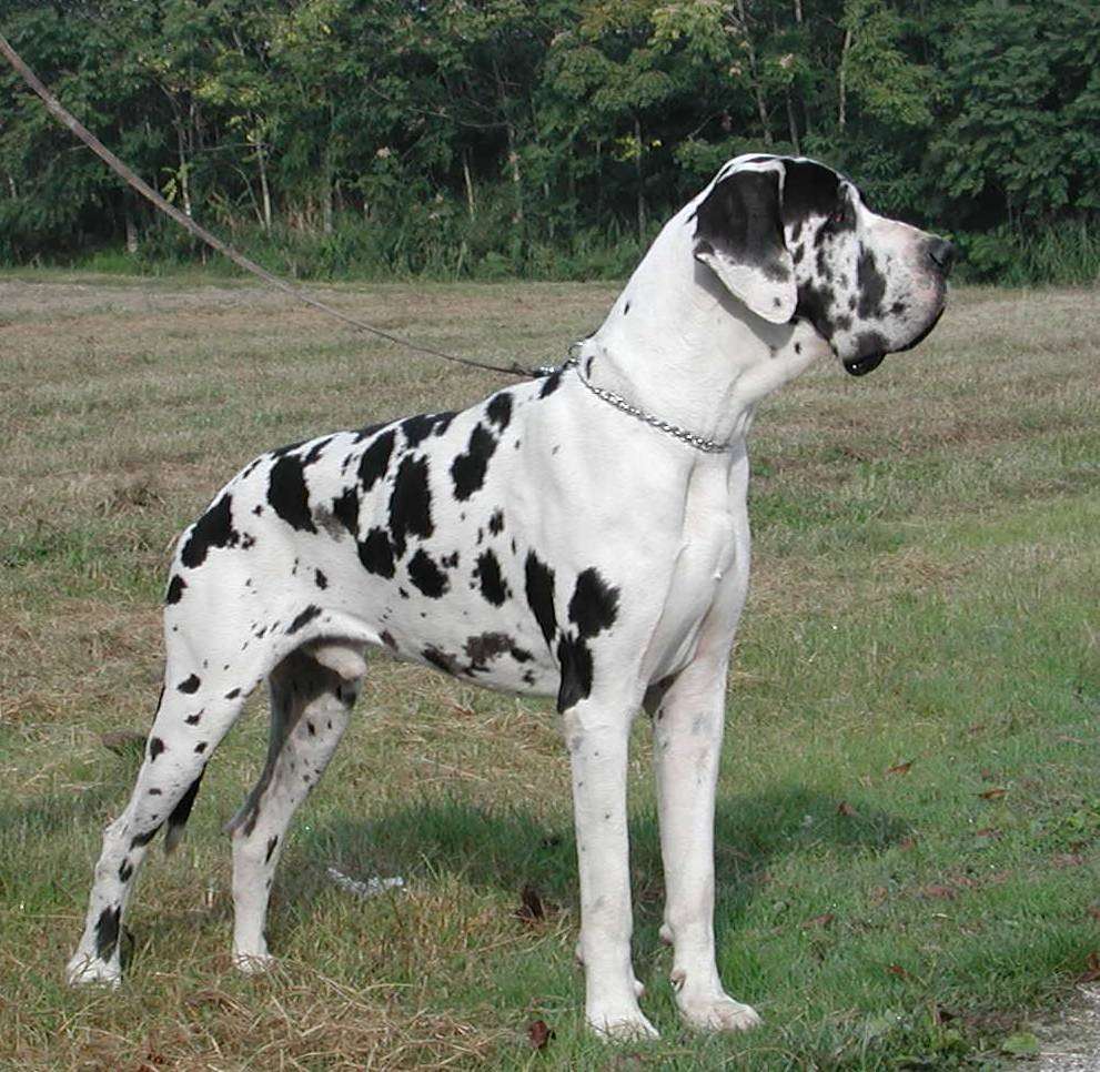 MorsoRosso: STORIA & STANDARD ALANO