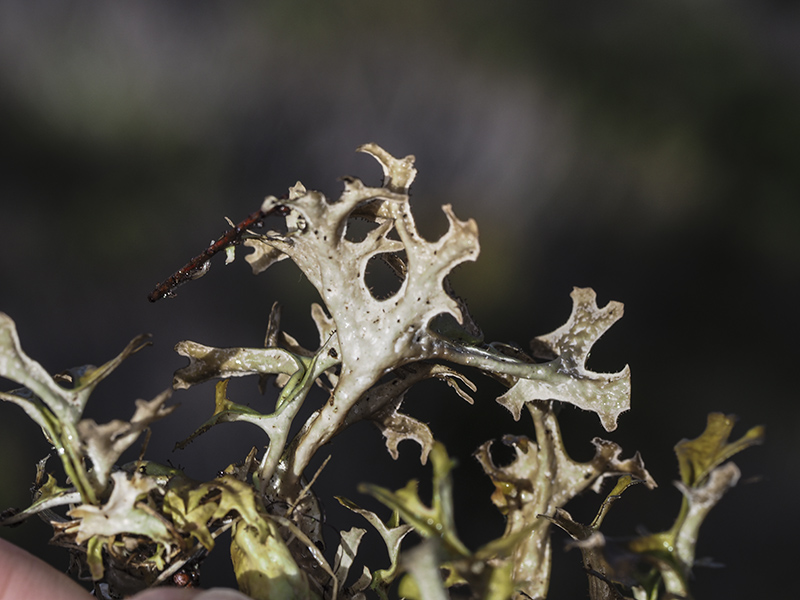 Paseos por la naturaleza: Cetraria islandica Musgo de islandia